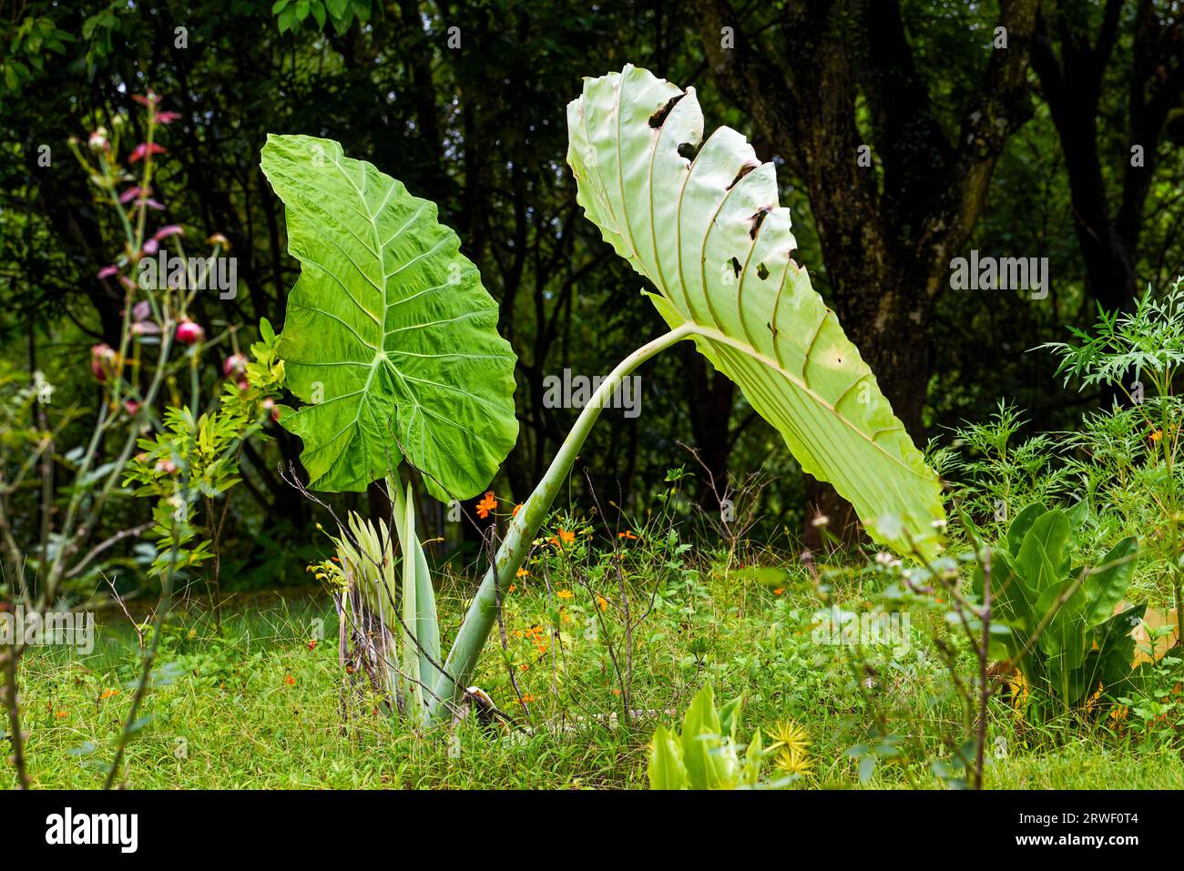 Wild taro hi-res stock photography and images - Alamy