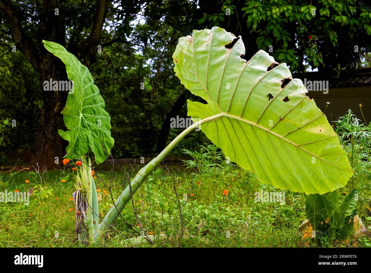 Wild taro hi-res stock photography and images - Alamy