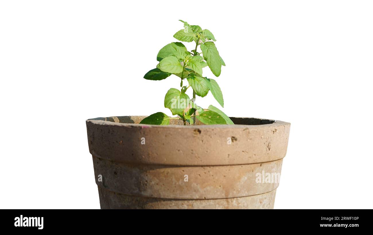 Tulsi plant hi-res stock photography and images - Alamy