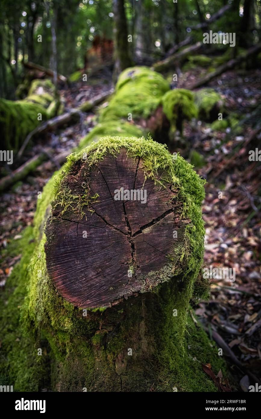 Mossy fallen tree in the ancient rainforest of Mount Field National ...