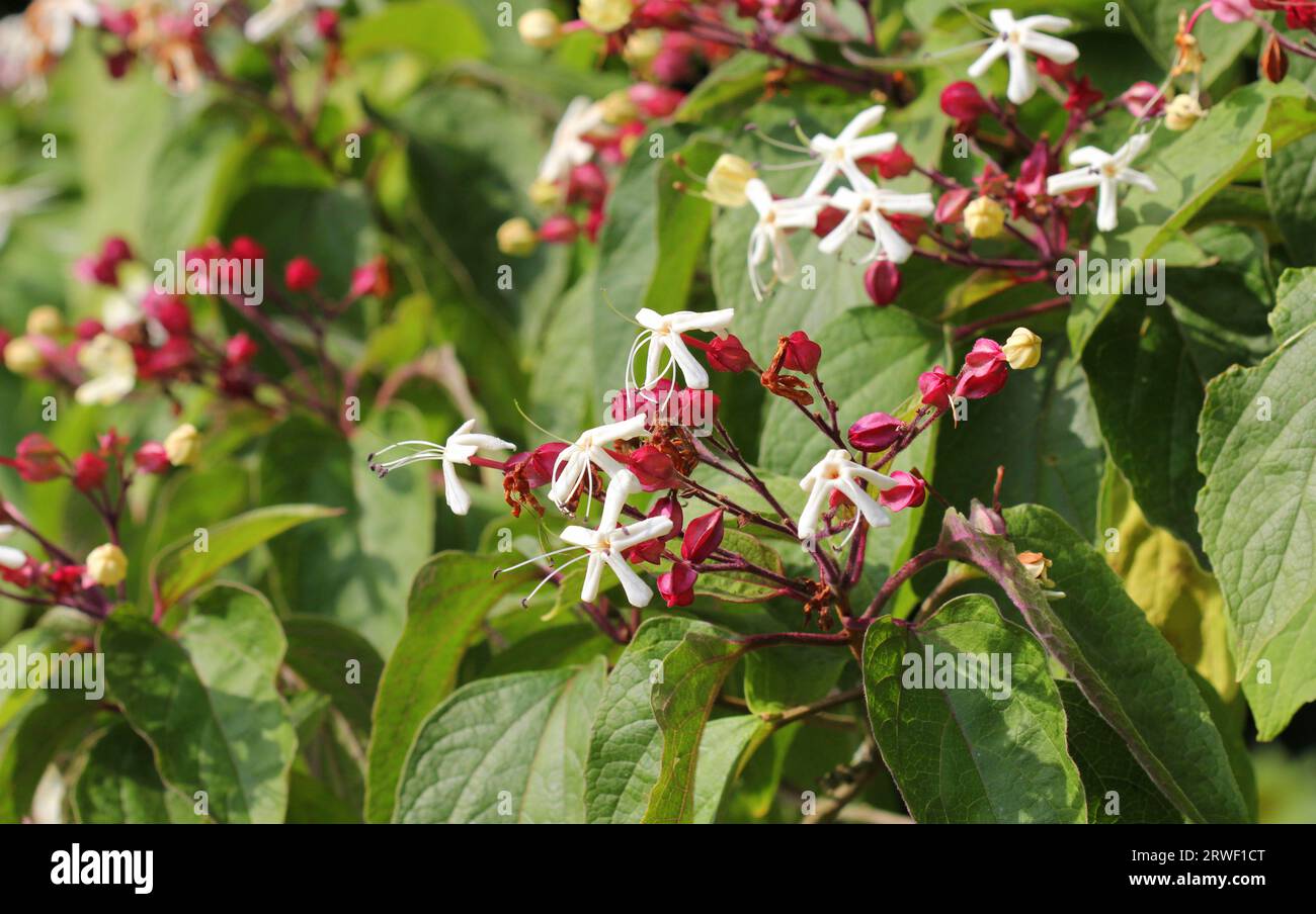 The scented Clerodendrum shrub in flower Stock Photo - Alamy
