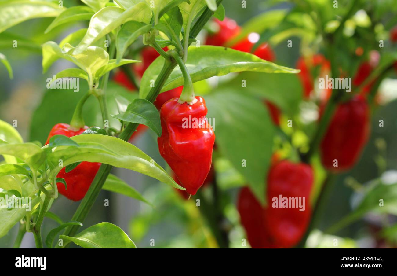 The chilli peppers of Habanero Tobago Pepper Stock Photo - Alamy