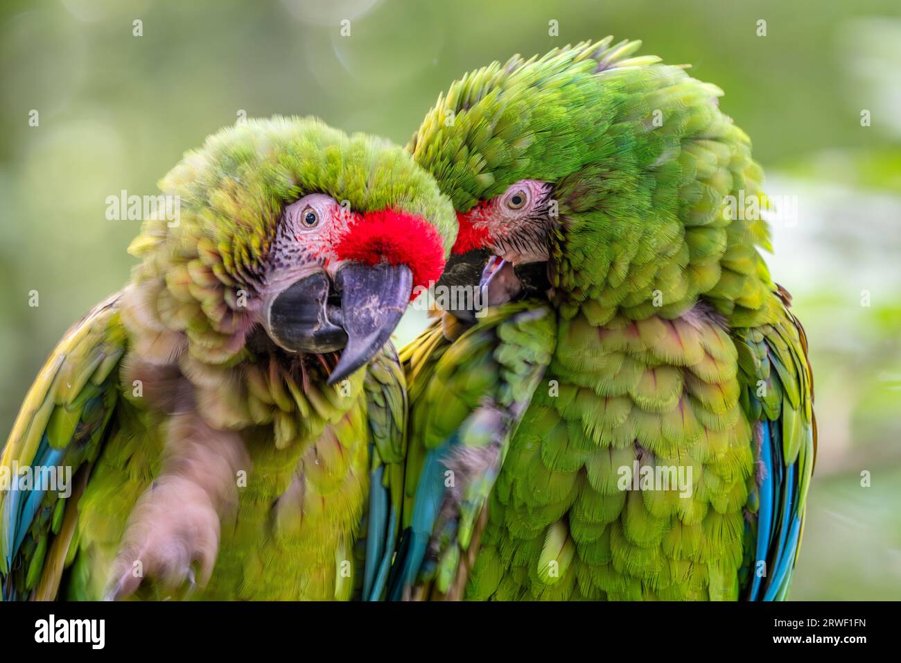 Military Macaw - Ara militaris, large beautiful green parrot from South ...