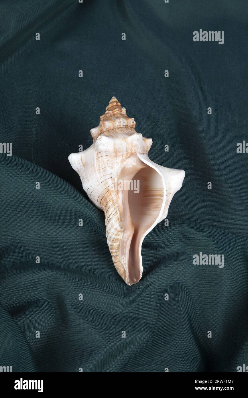 a conch shell on a green wavy curtain. Minimal color style life ...