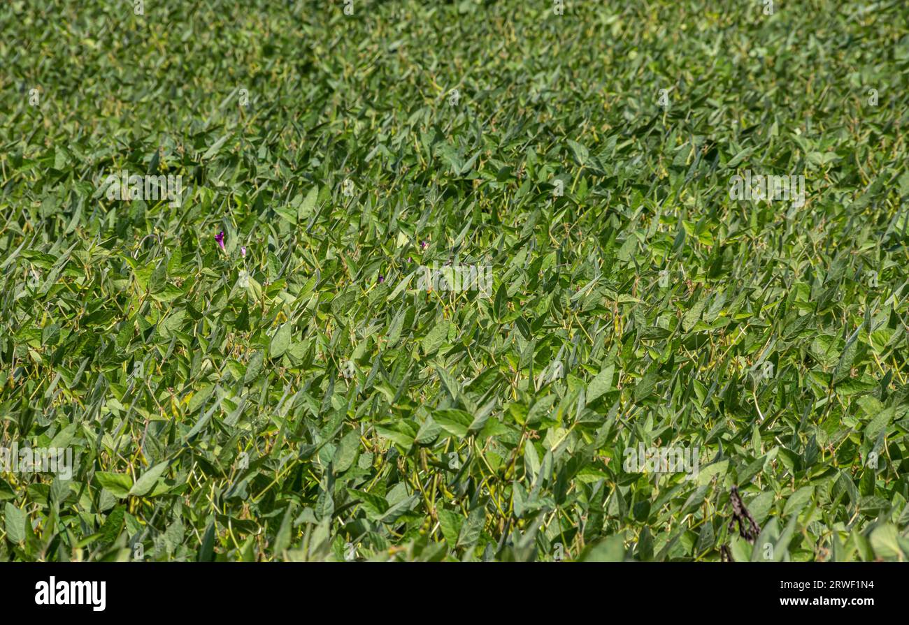 Soybean pods on soybean plantation, on blue sky background, close up ...