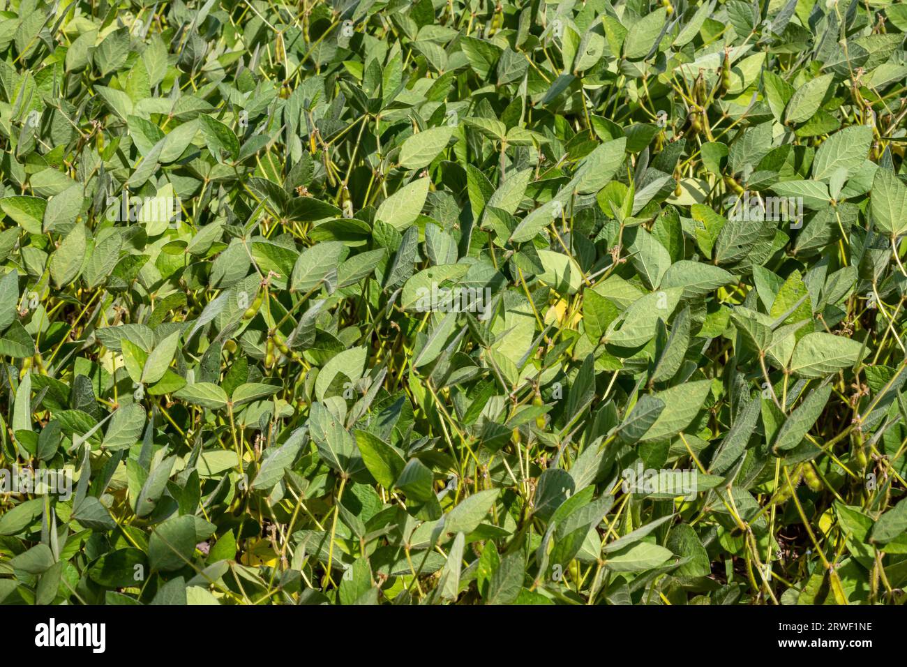 Soybean pods on soybean plantation, on blue sky background, close up ...