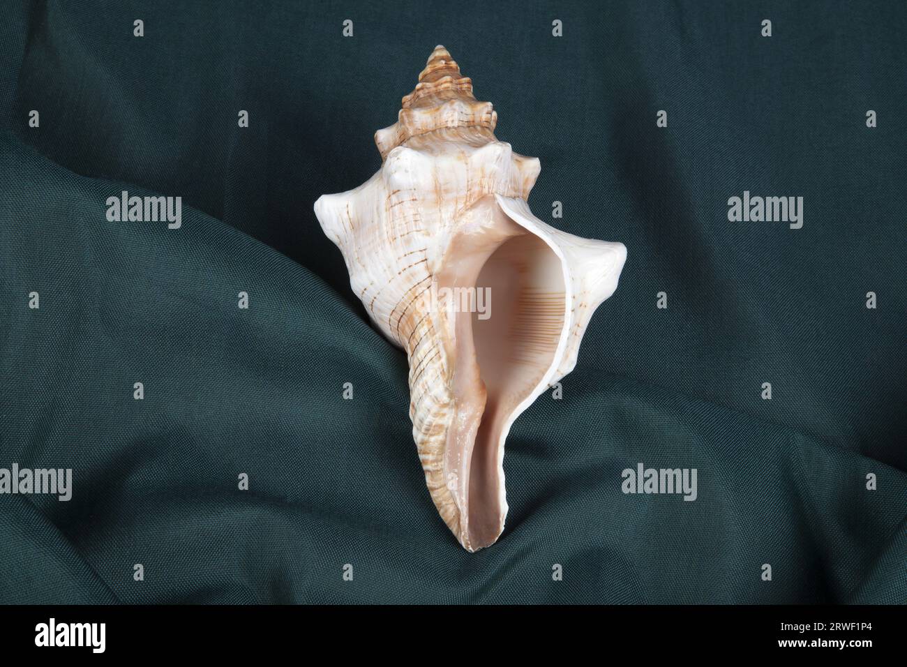 a conch shell on a green wavy curtain. Minimal color style life ...