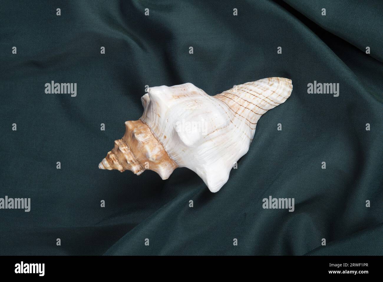 a conch shell on a green wavy curtain. Minimal color style life ...