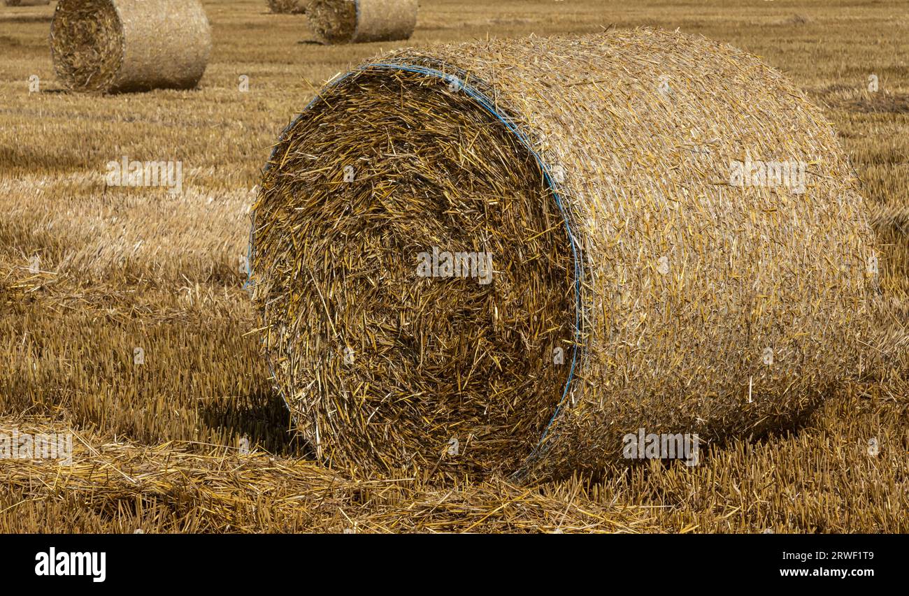 Stacks of straw - bales of hay, rolled into stacks left after ...