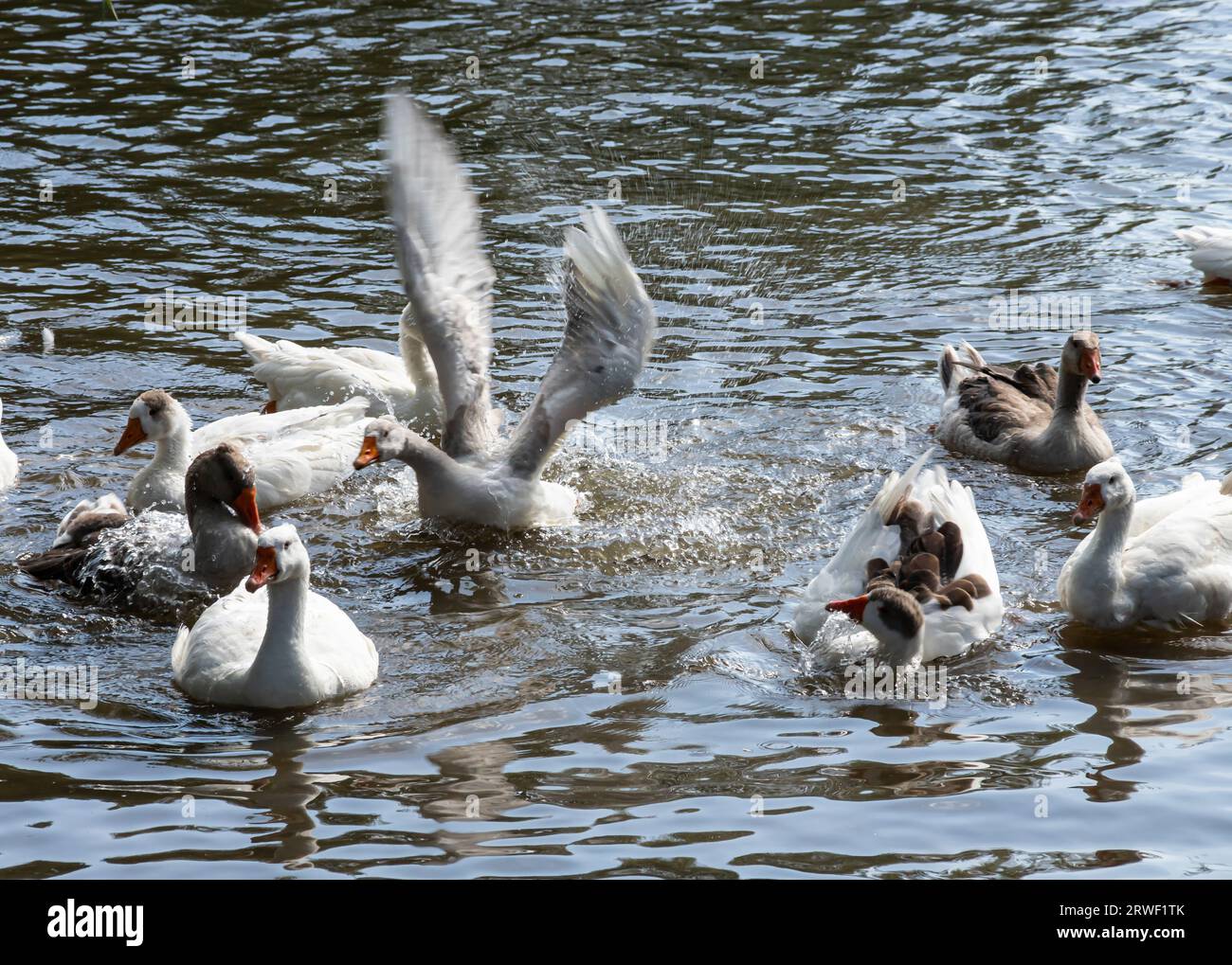 group of domestic white farm geese swim and splash water drops in dirty ...