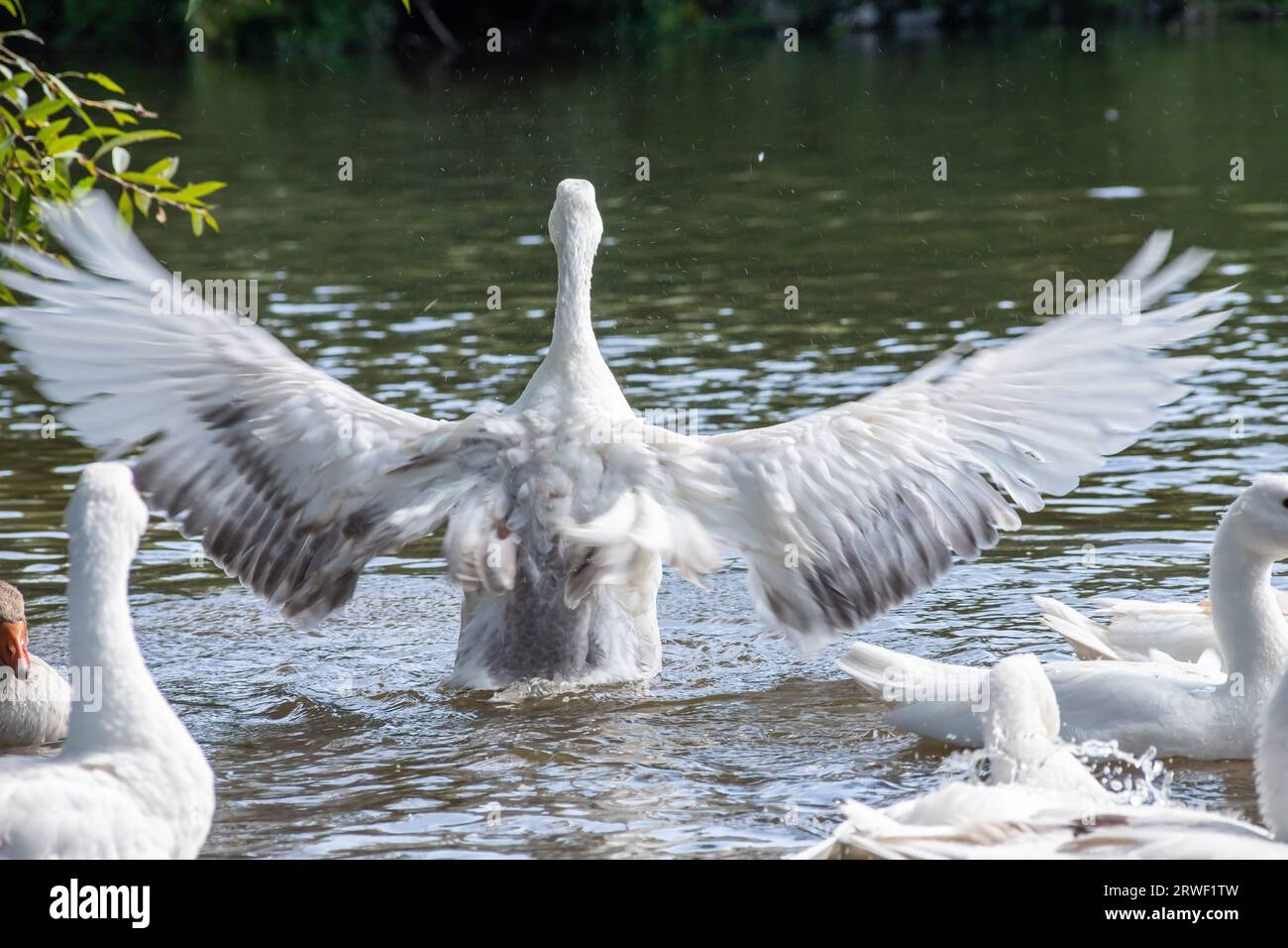 group of domestic white farm geese swim and splash water drops in dirty ...