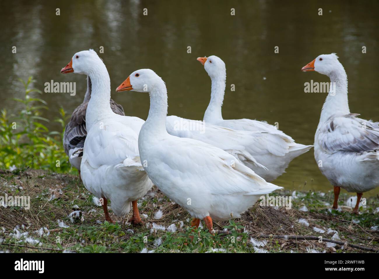 Domestic geese on a walk through the meadow Stock Photo - Alamy