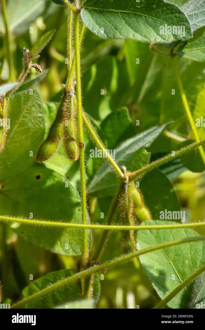 Soybean pods on soybean plantation, on blue sky background, close up ...