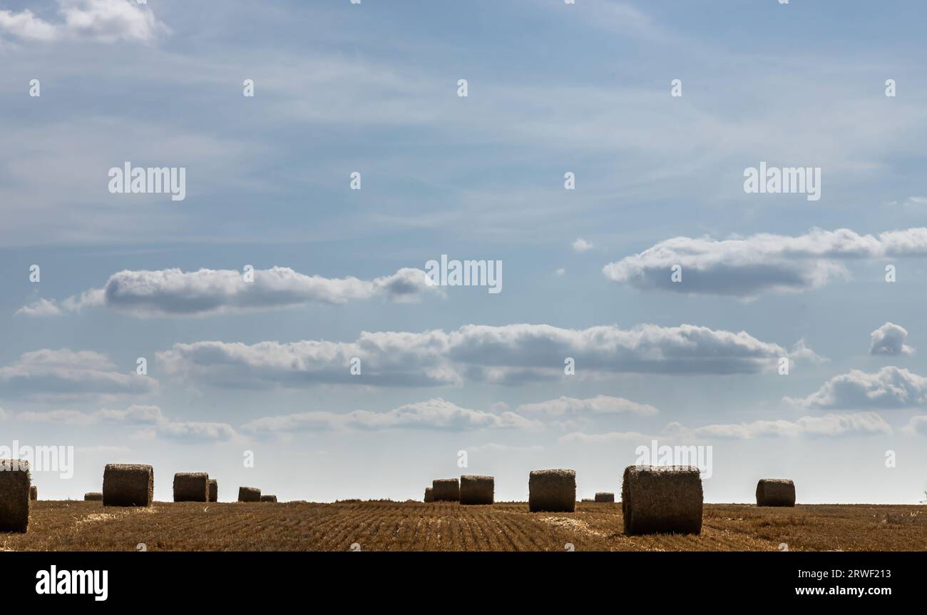 Stacks of straw - bales of hay, rolled into stacks left after ...