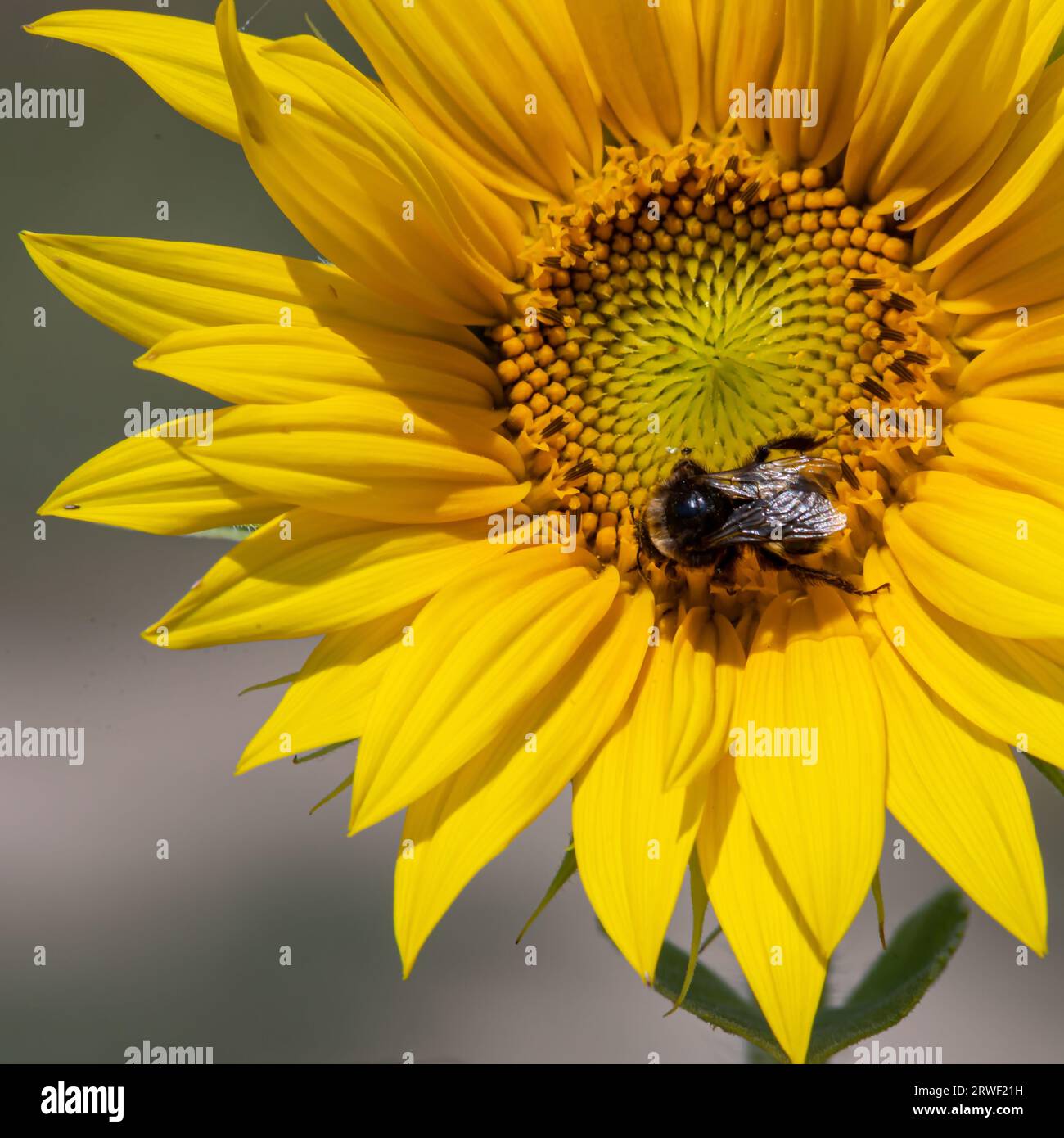 Pollination agriculture hi-res stock photography and images - Alamy