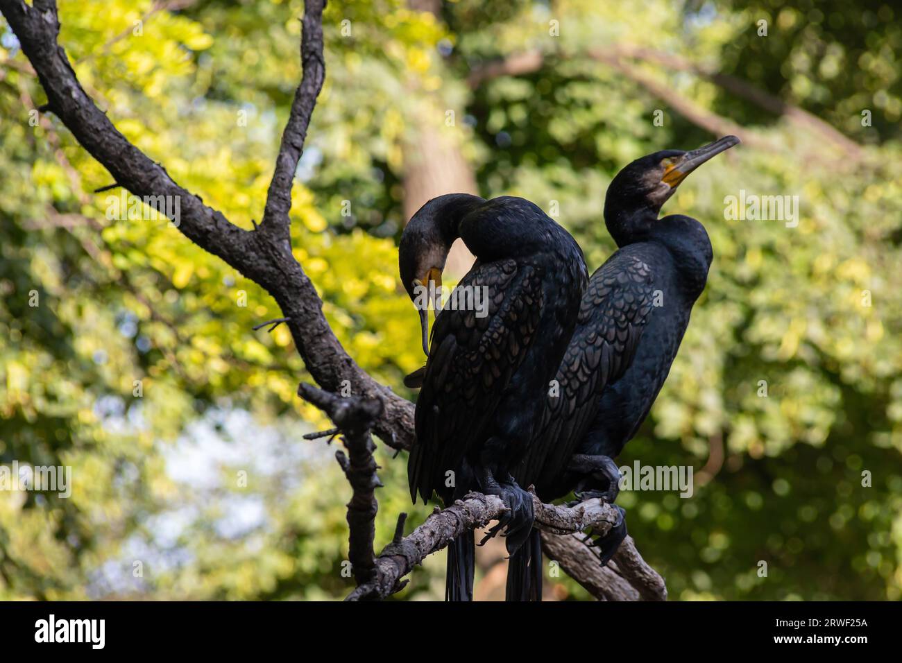 Cormorant tree hi-res stock photography and images - Alamy