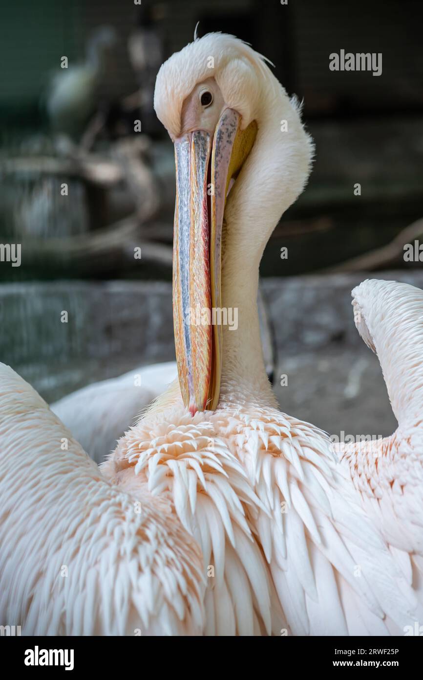 The Great white pelican - Pelecanus onocrotalus - also known as the ...
