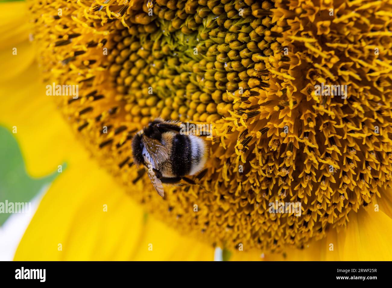 Black and yellow striped bee, honey bee, pollinating sunflowers close ...