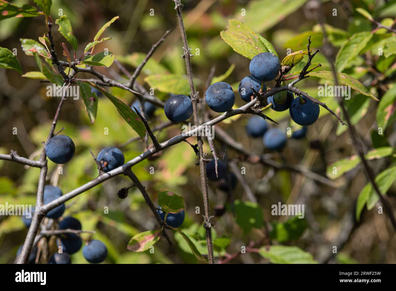 Blackthorn sloe or prunus spinosa growing on a tree branch Stock Photo ...