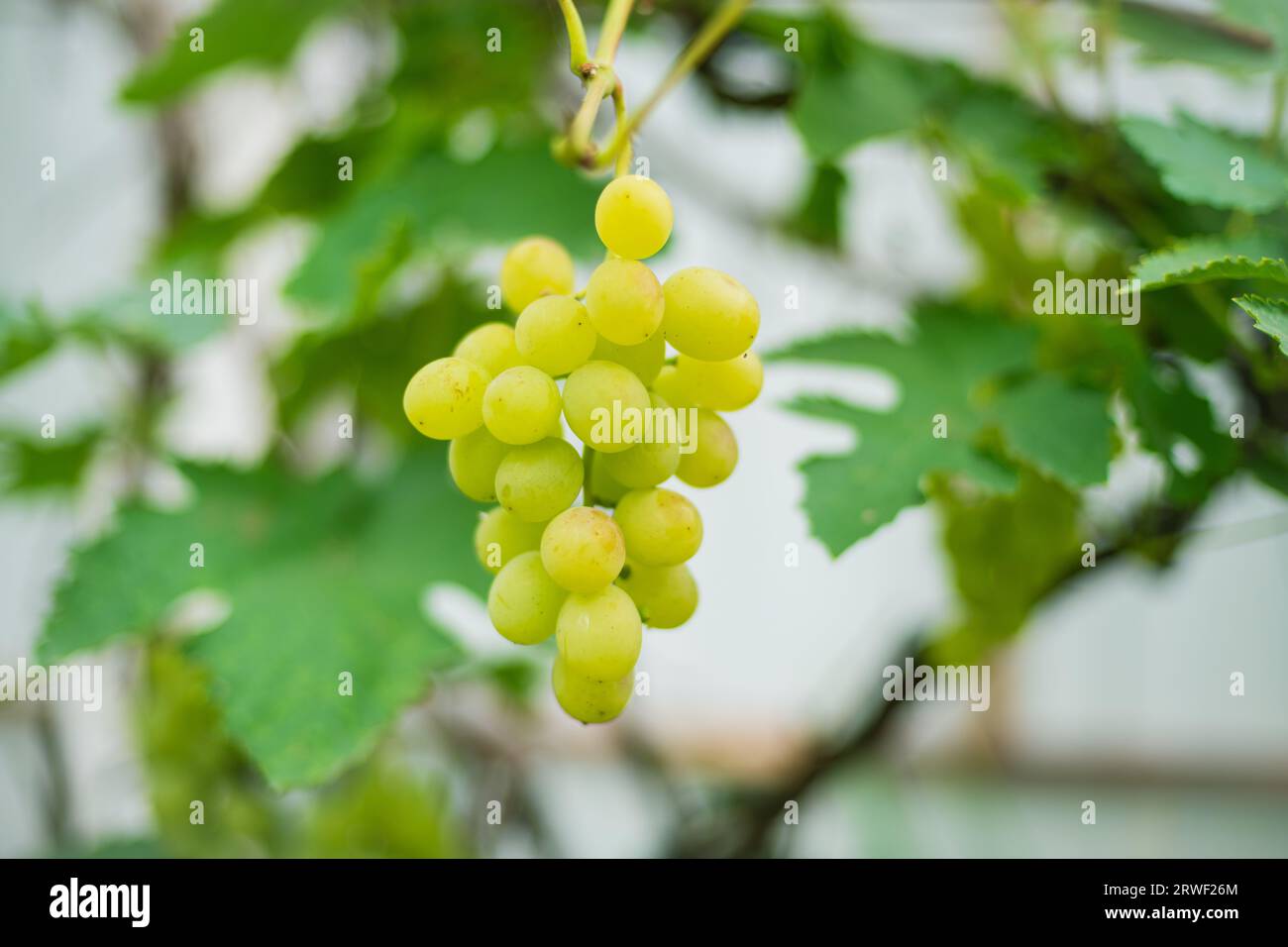 A ripe grape cluster hangs on the branch. The grapes are ready for ...