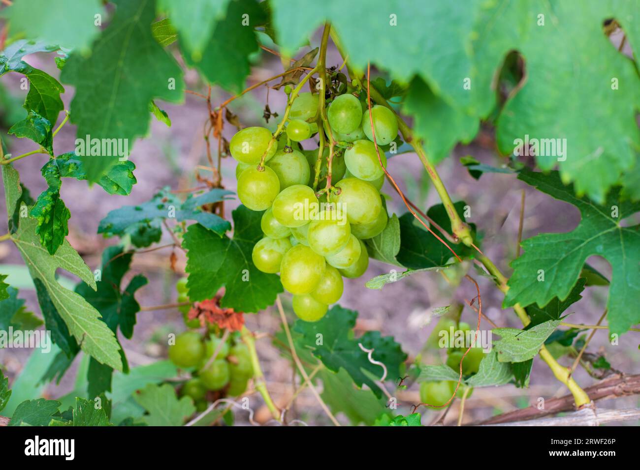 A ripe grape cluster hangs on the branch. The grapes are ready for ...