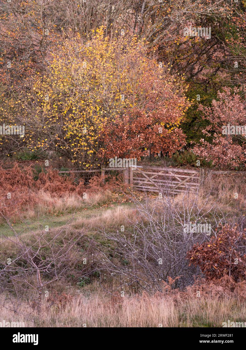 Caer caradoc footpath hi-res stock photography and images - Alamy