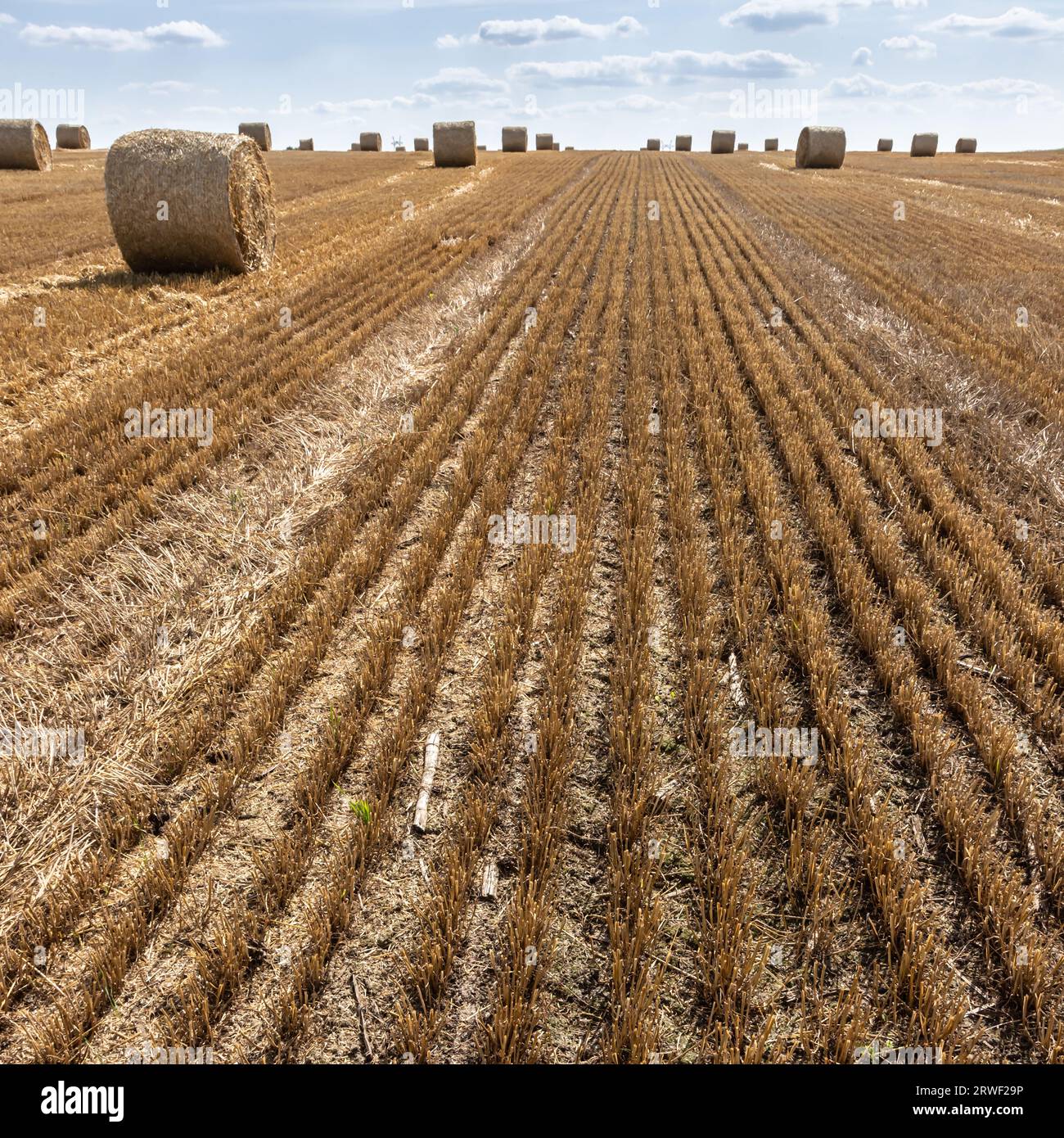 Stacks of straw - bales of hay, rolled into stacks left after ...
