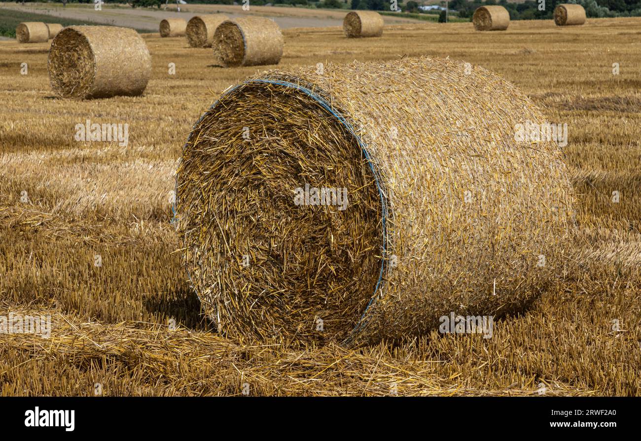 Stacks of straw - bales of hay, rolled into stacks left after ...