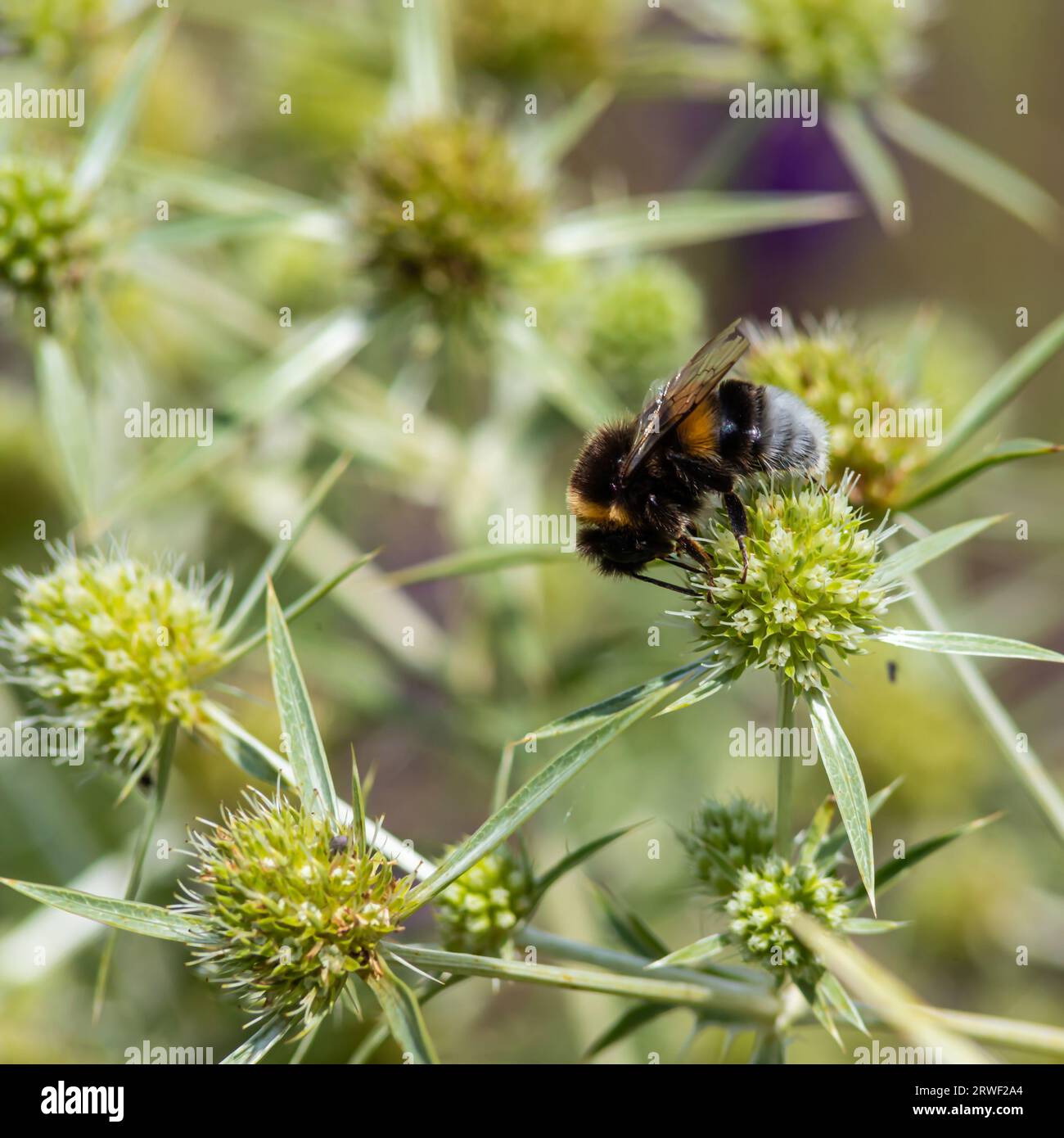 Bumblebee collects pollen from blooming hi-res stock photography and ...