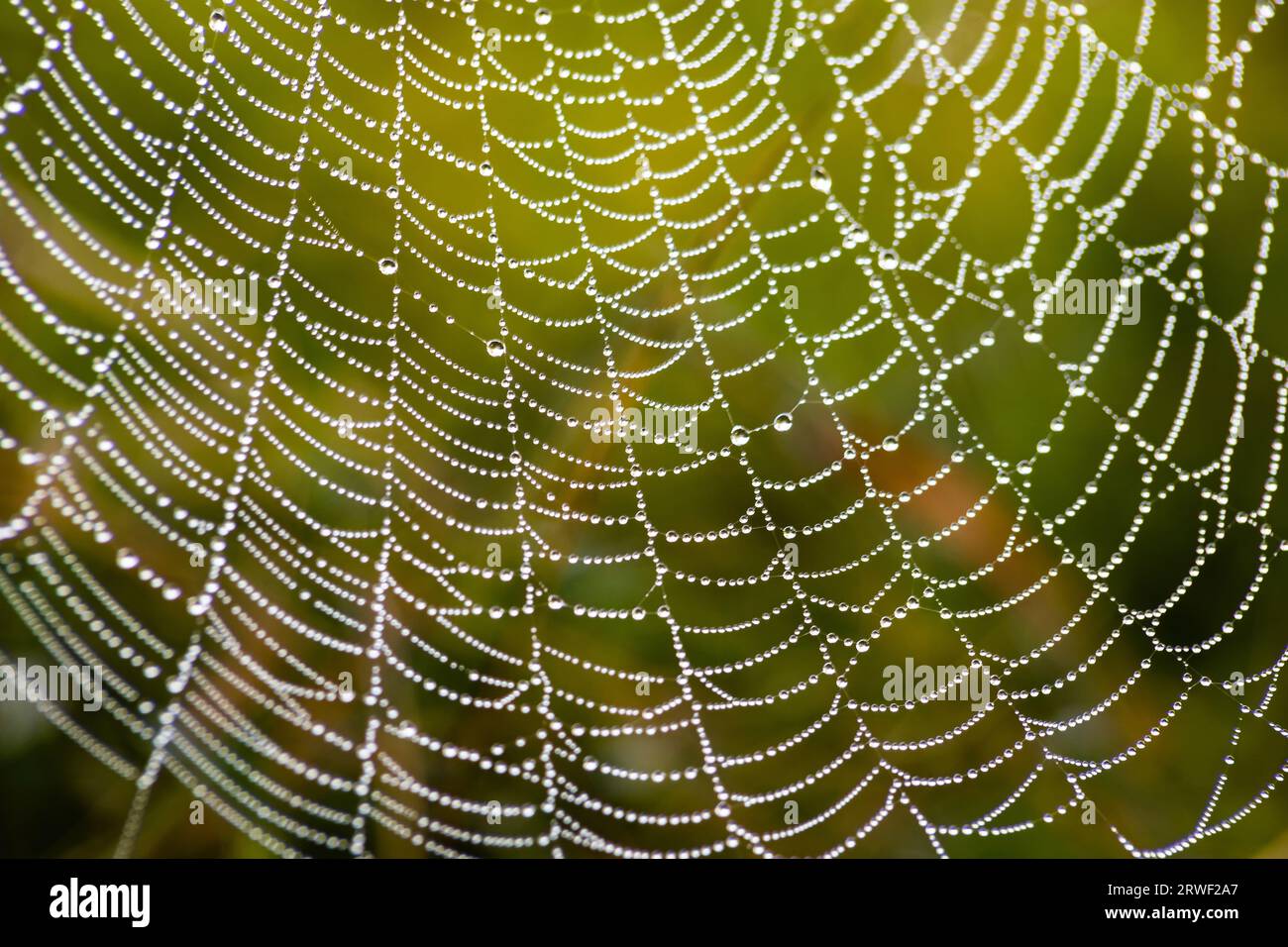 Cobweb detail hi-res stock photography and images - Alamy