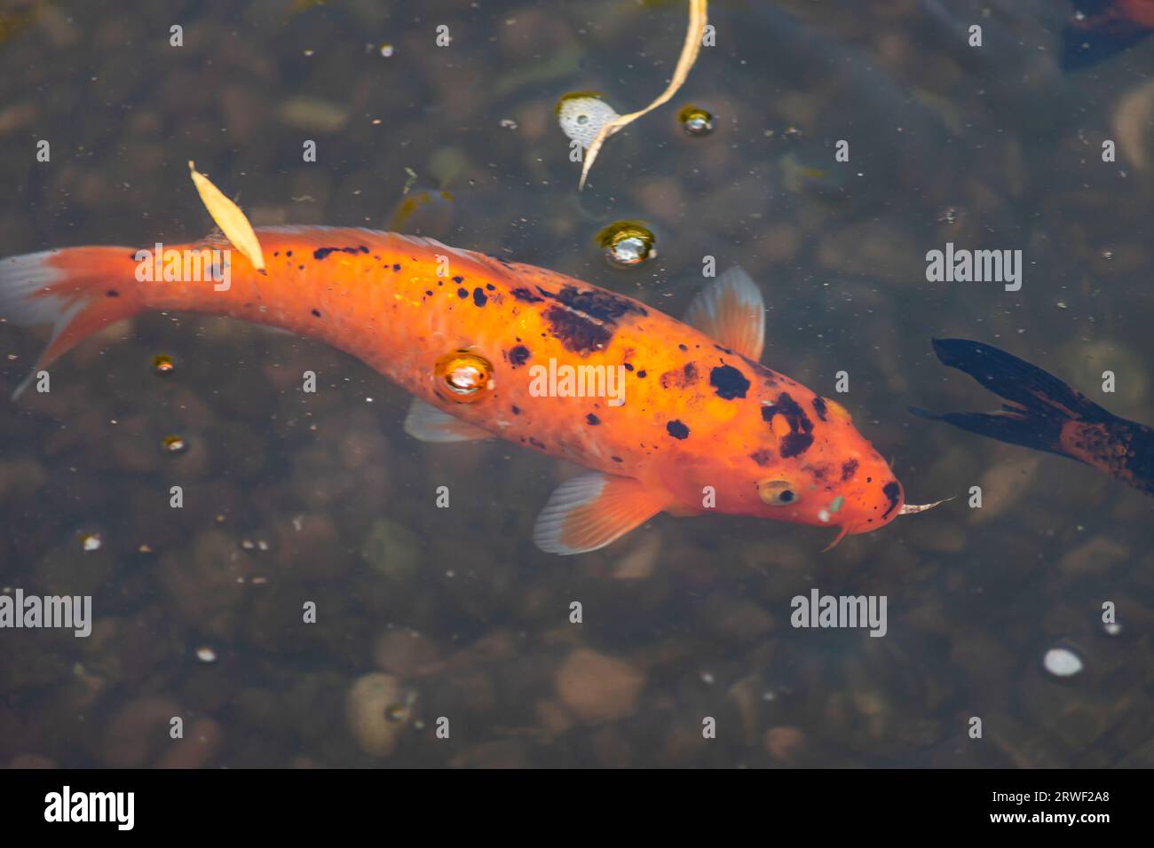 Koi fish swimming in water garden, fancy carp fish, koi fishes, Koi ...