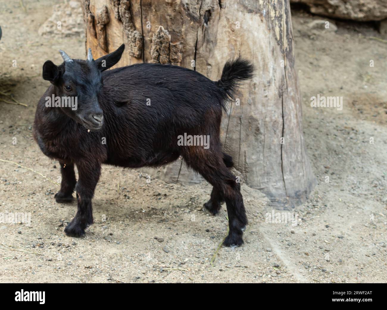 Domestic animal, photo of a black goat kid in a farm. Portrait of a ...