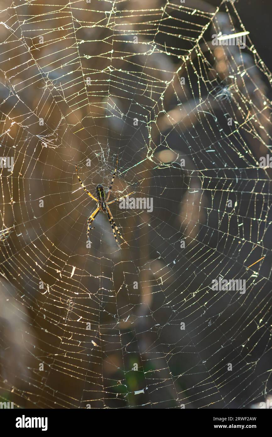 Background of the threads of a spider web with dew drops. Web macro ...