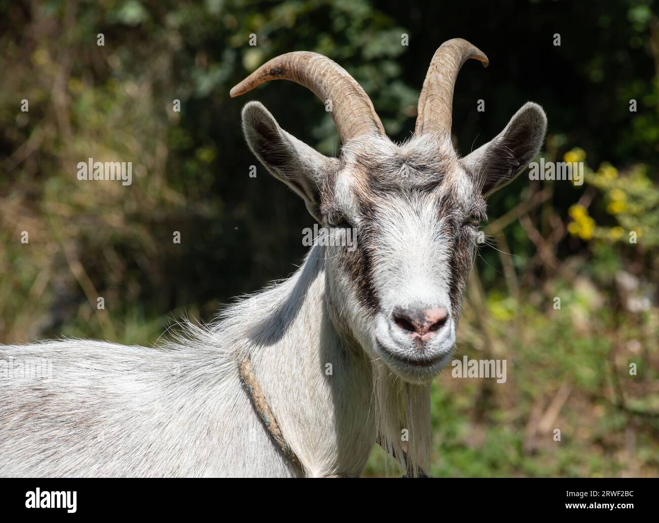 Grey goat at the pasture at the sunny summer day Stock Photo - Alamy