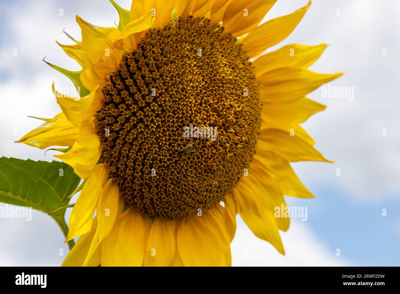 rural farm field with dry and ripe disk heads of common sunflower ready ...