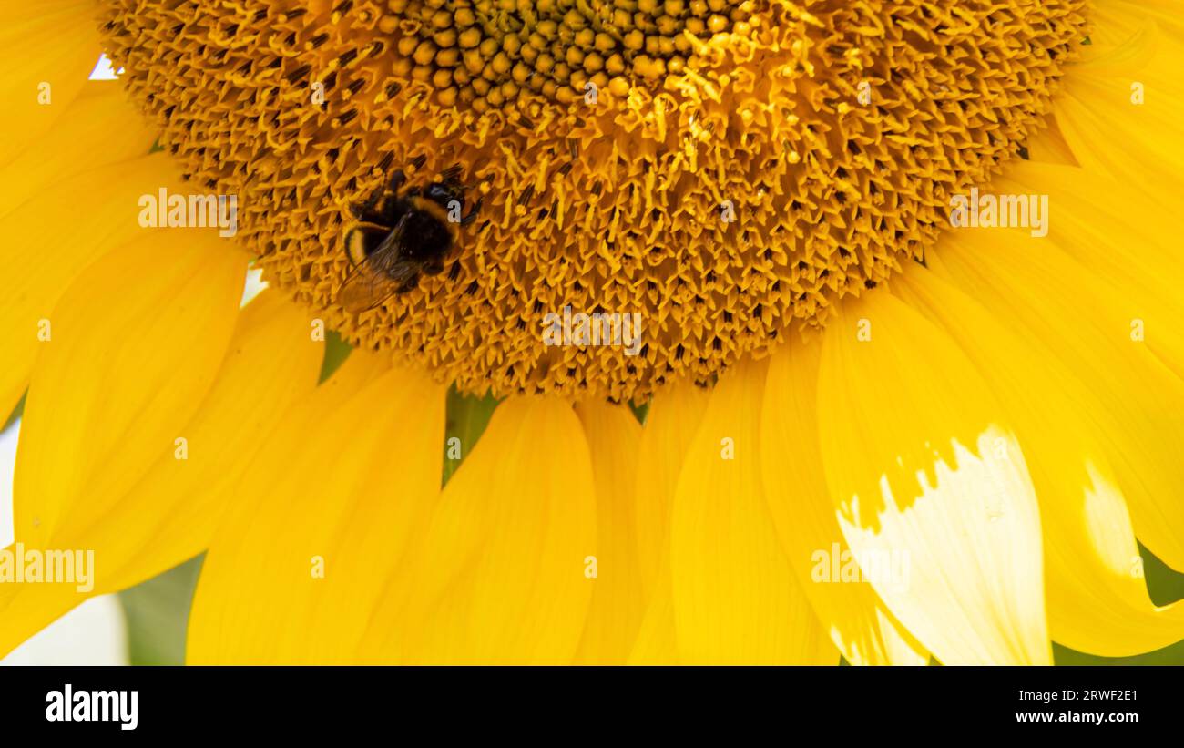 Black and yellow striped bee, honey bee, pollinating sunflowers close ...