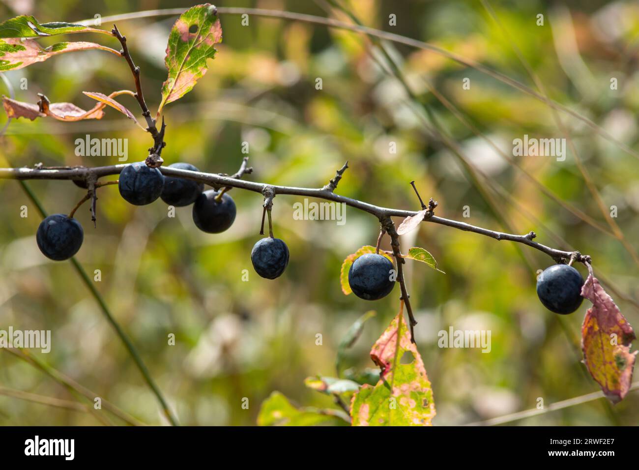 Blackthorn sloe or prunus spinosa growing on a tree branch Stock Photo ...
