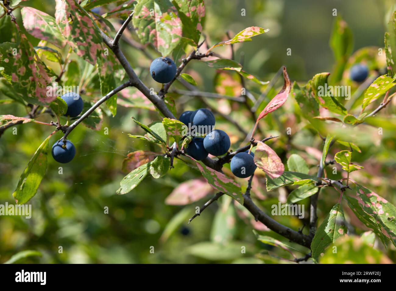 Blackthorn sloe or prunus spinosa growing on a tree branch Stock Photo ...