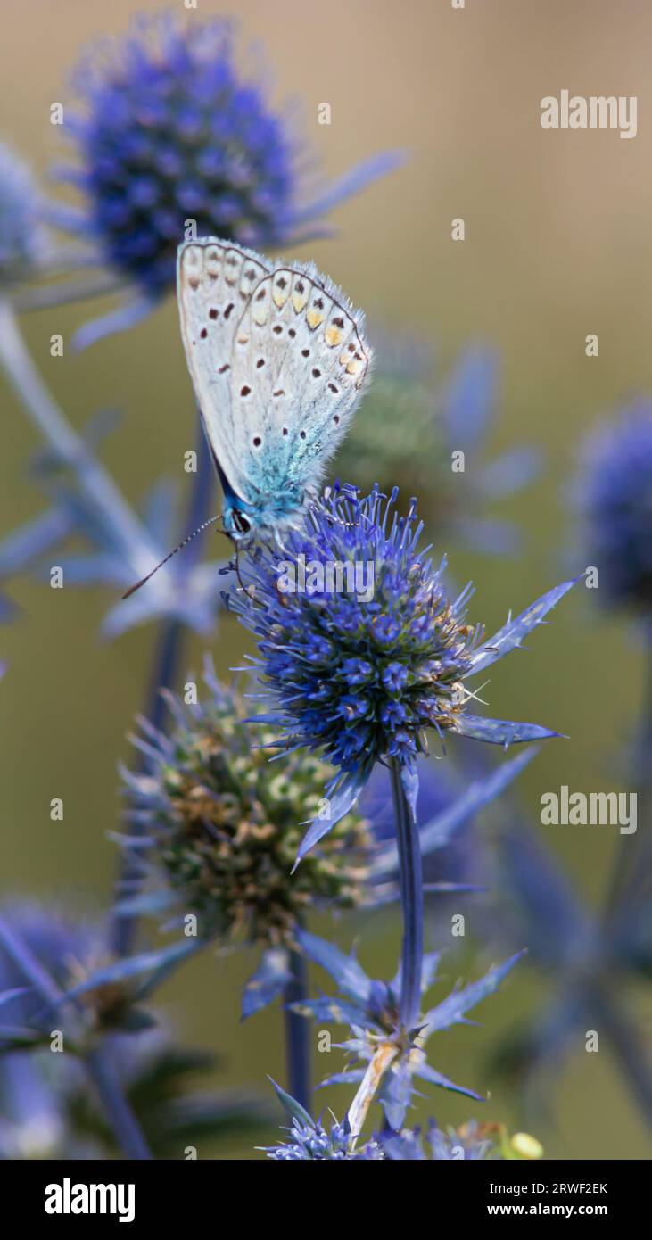 Spiky flower. Blue thistle flowers, Eryngium planum, blue eryngo ...