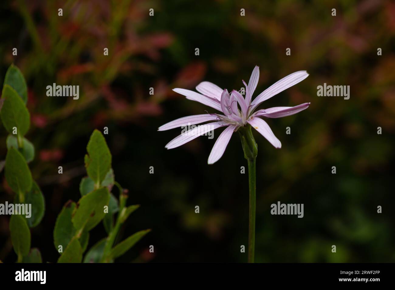 Beautiful soft pink flower on a natural background in the forest Stock ...