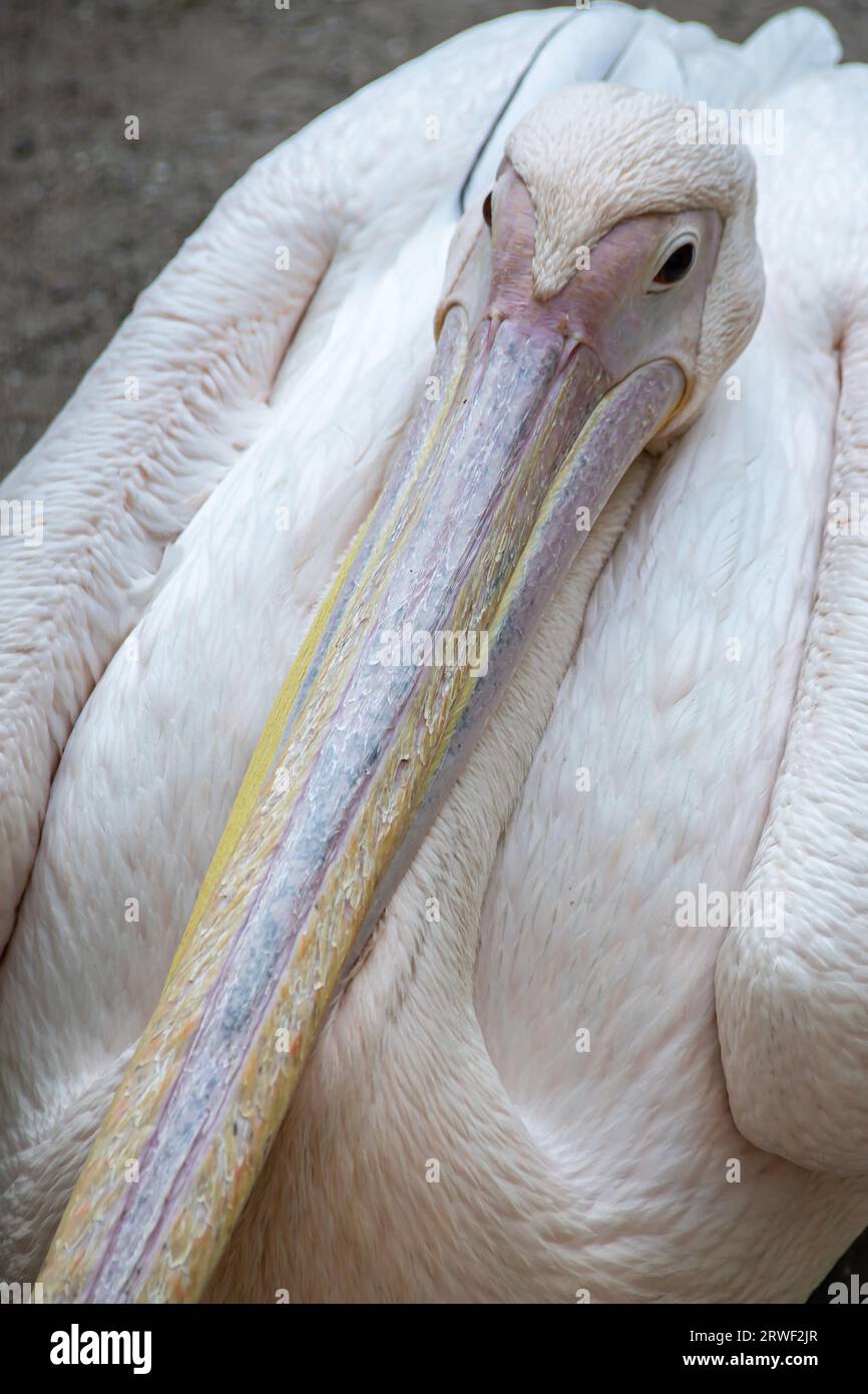 The Great white pelican - Pelecanus onocrotalus - also known as the ...
