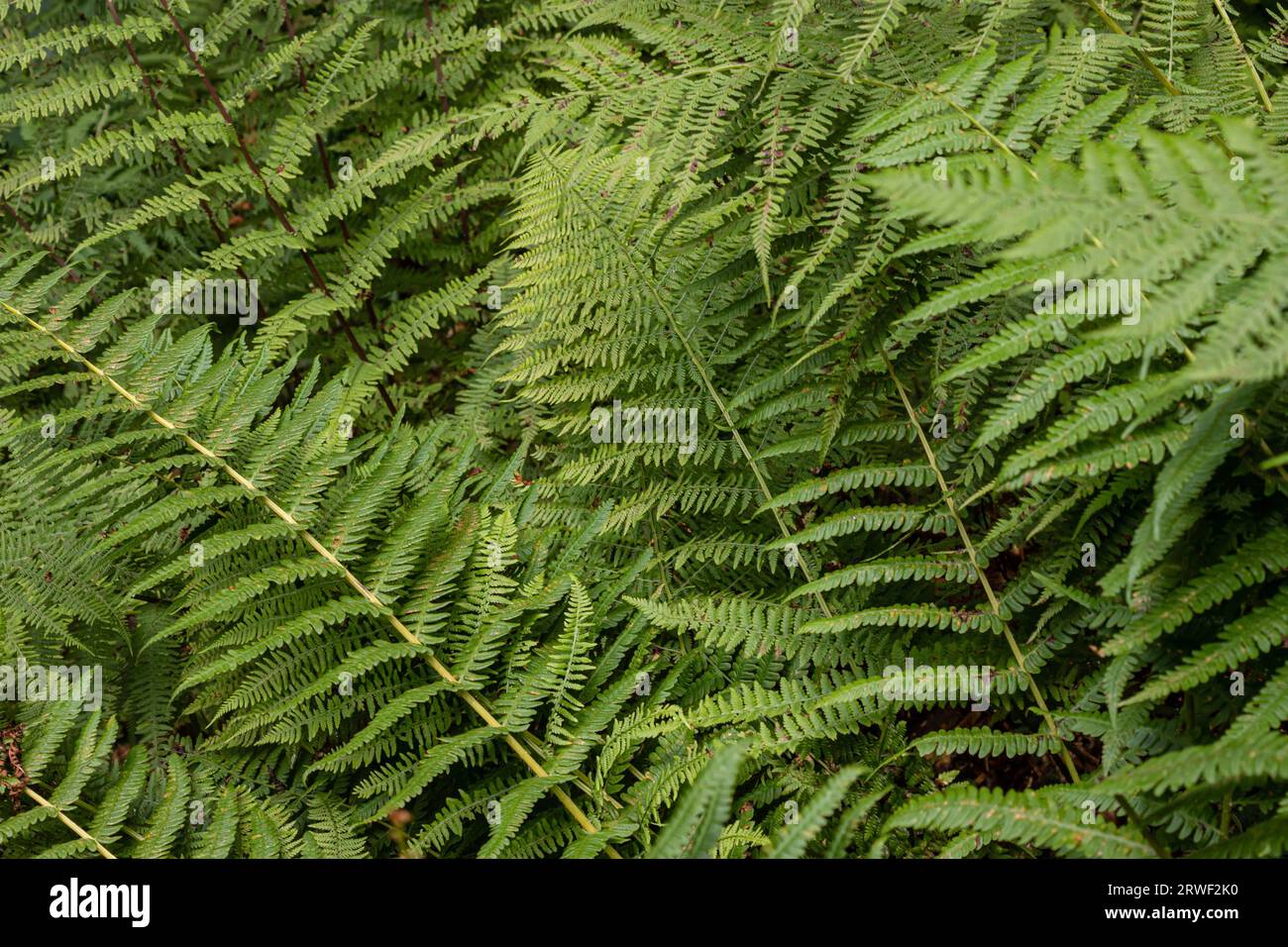 Natural background and wallpaper. Beautiful green fern leaves in the ...