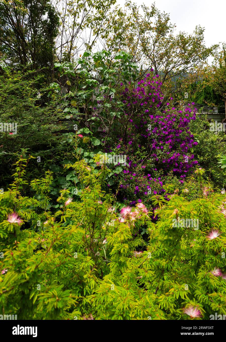Zhu Zi Hu aka Bamboo lake, Beitou, Taipei, Taiwan Stock Photo - Alamy