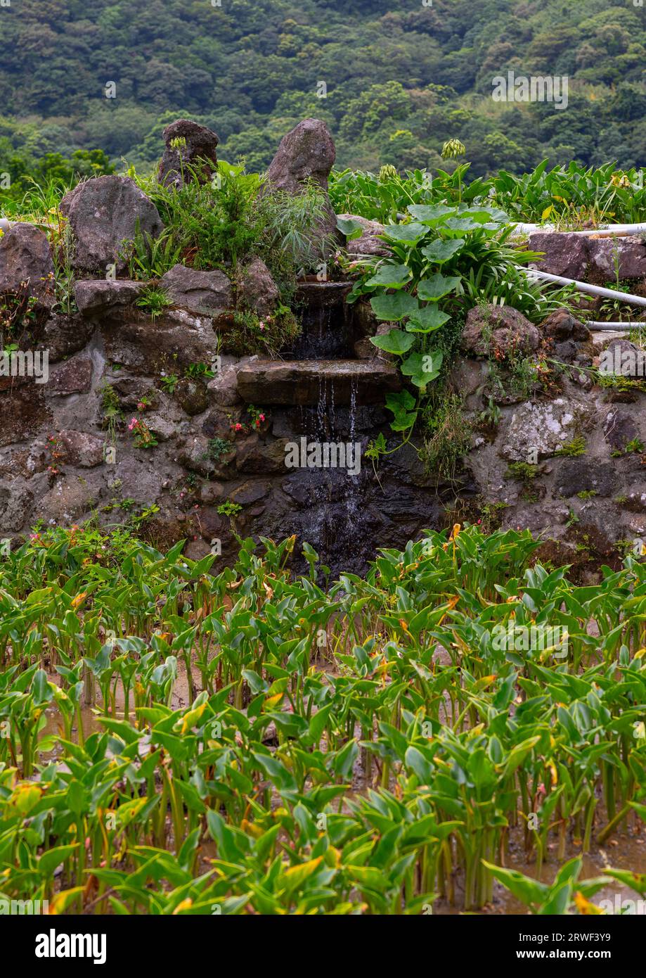 Zhu Zi Hu aka Bamboo lake, Beitou, Taipei, Taiwan Stock Photo - Alamy