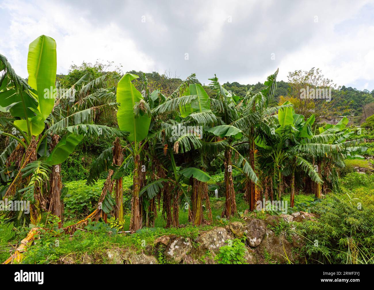 Zhu zi hu aka bamboo hi-res stock photography and images - Alamy