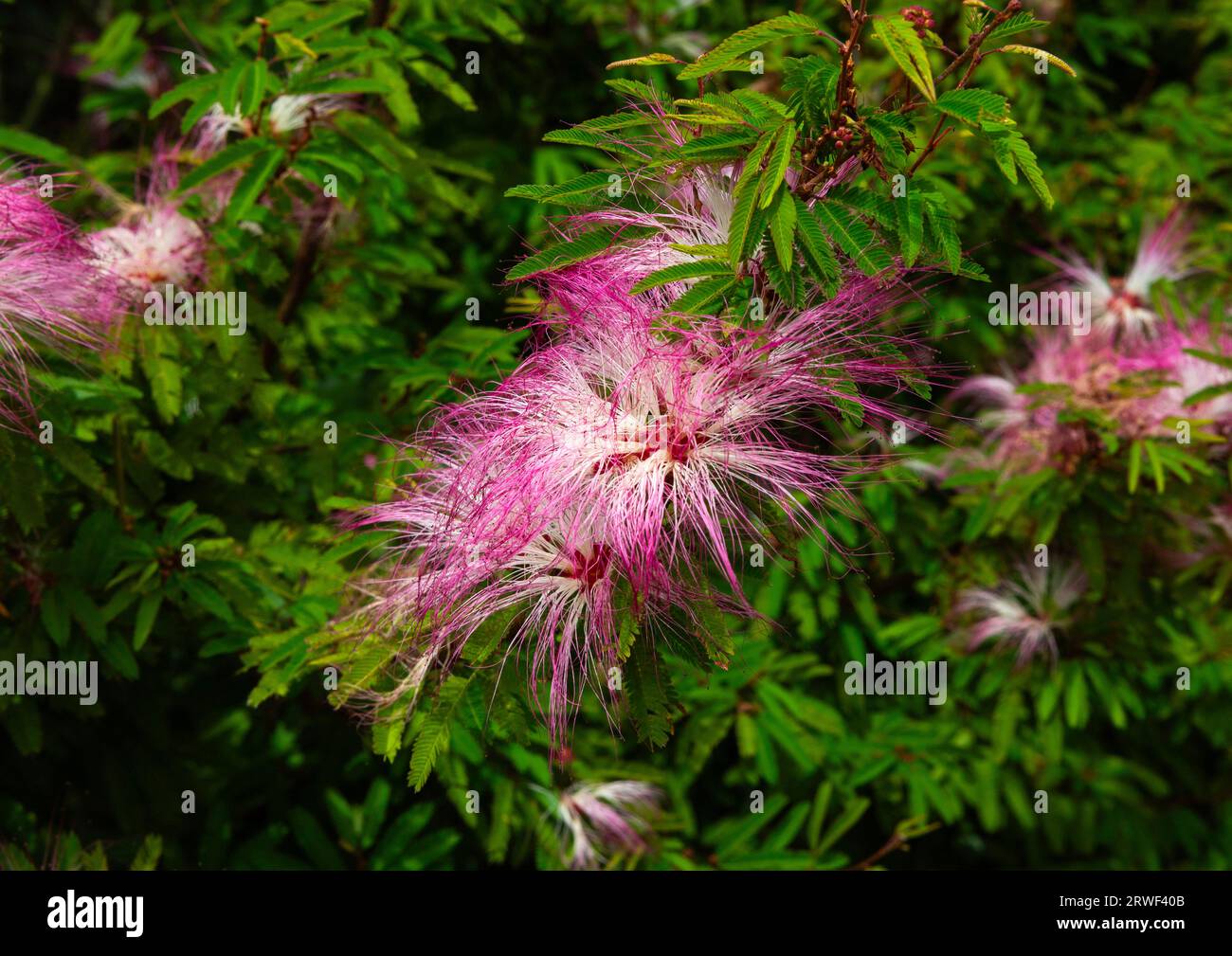 Flower in Zhu Zi Hu aka Bamboo lake, Beitou, Taipei, Taiwan Stock Photo ...