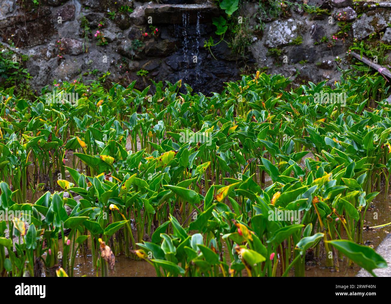 Zhu Zi Hu aka Bamboo lake, Beitou, Taipei, Taiwan Stock Photo - Alamy