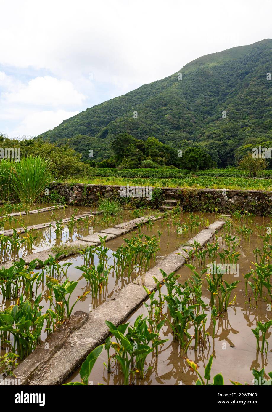 Zhu Zi Hu aka Bamboo lake, Beitou, Taipei, Taiwan Stock Photo - Alamy