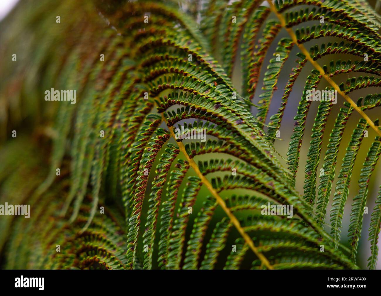 Plant at Zhu Zi Hu aka Bamboo lake, Beitou, Taipei, Taiwan Stock Photo ...