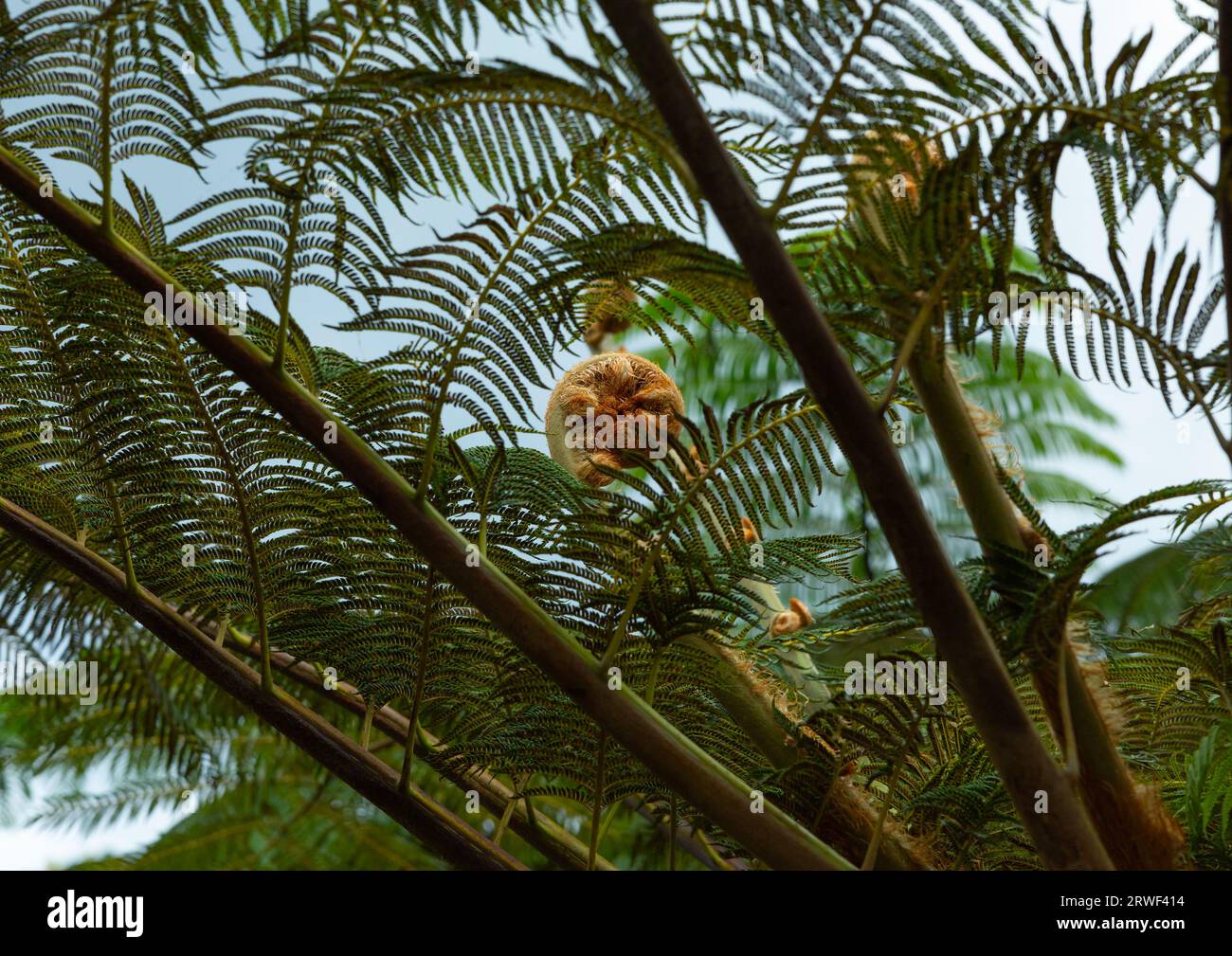 Zhu zi hu aka bamboo hi-res stock photography and images - Alamy